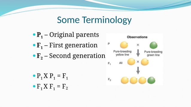 mendelian-genetics-punnett-square.pptx 09 | PPTX