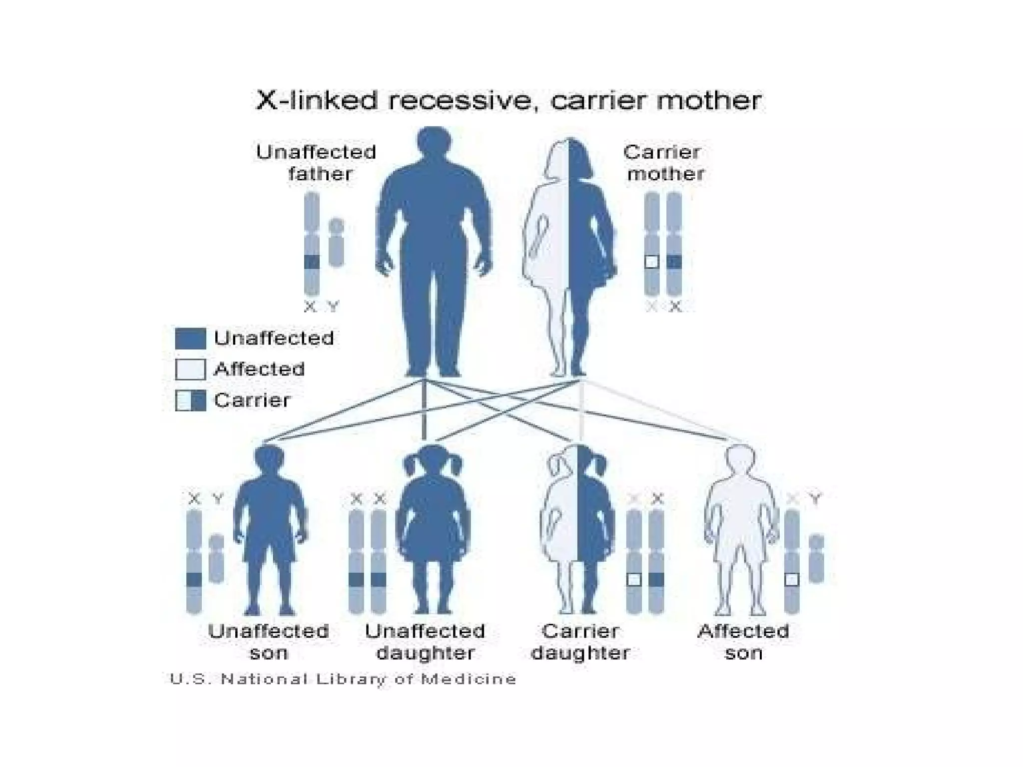 Mendelian diseases | PPT
