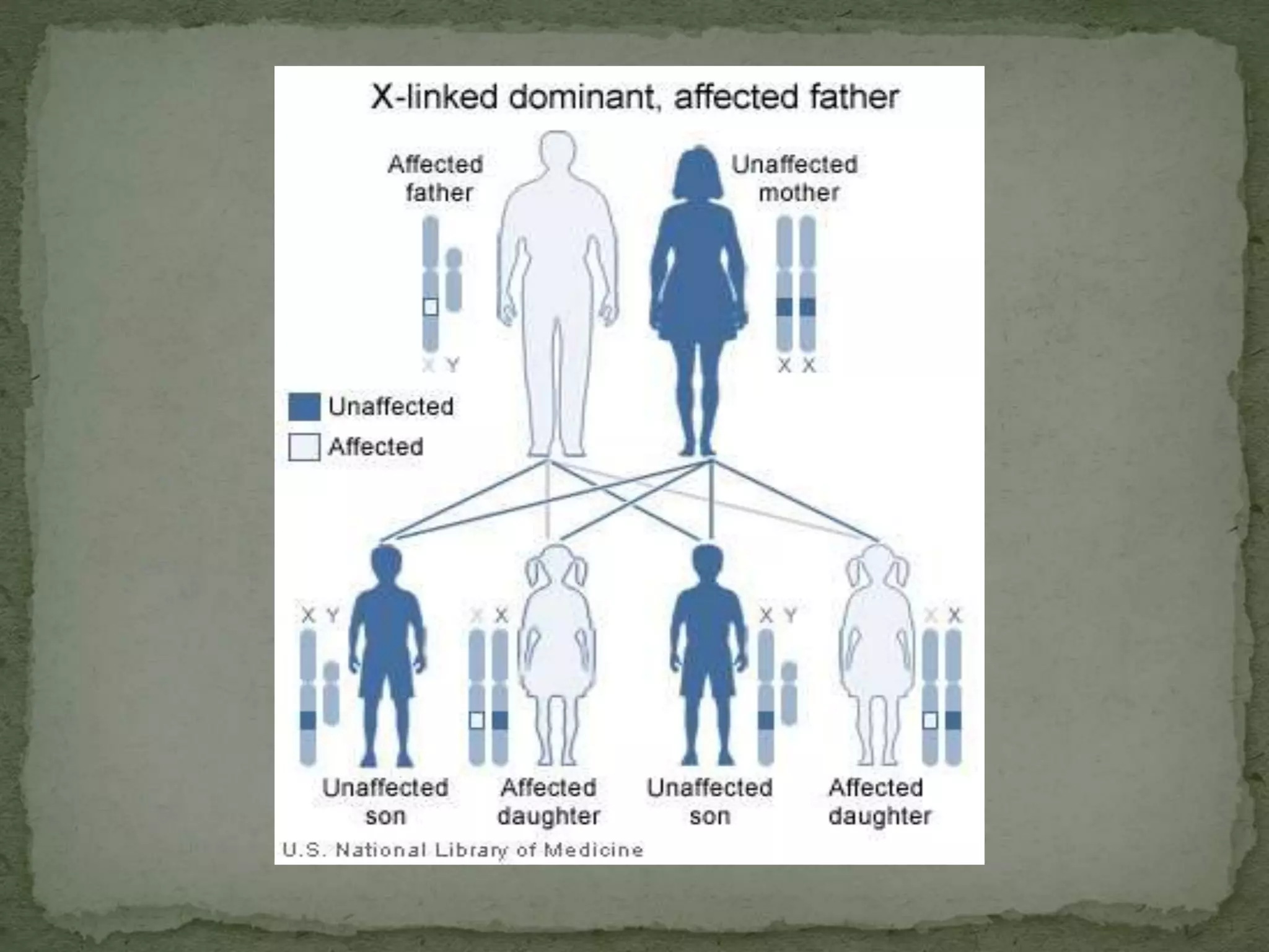 Mendelian disorders in humans | PPTX