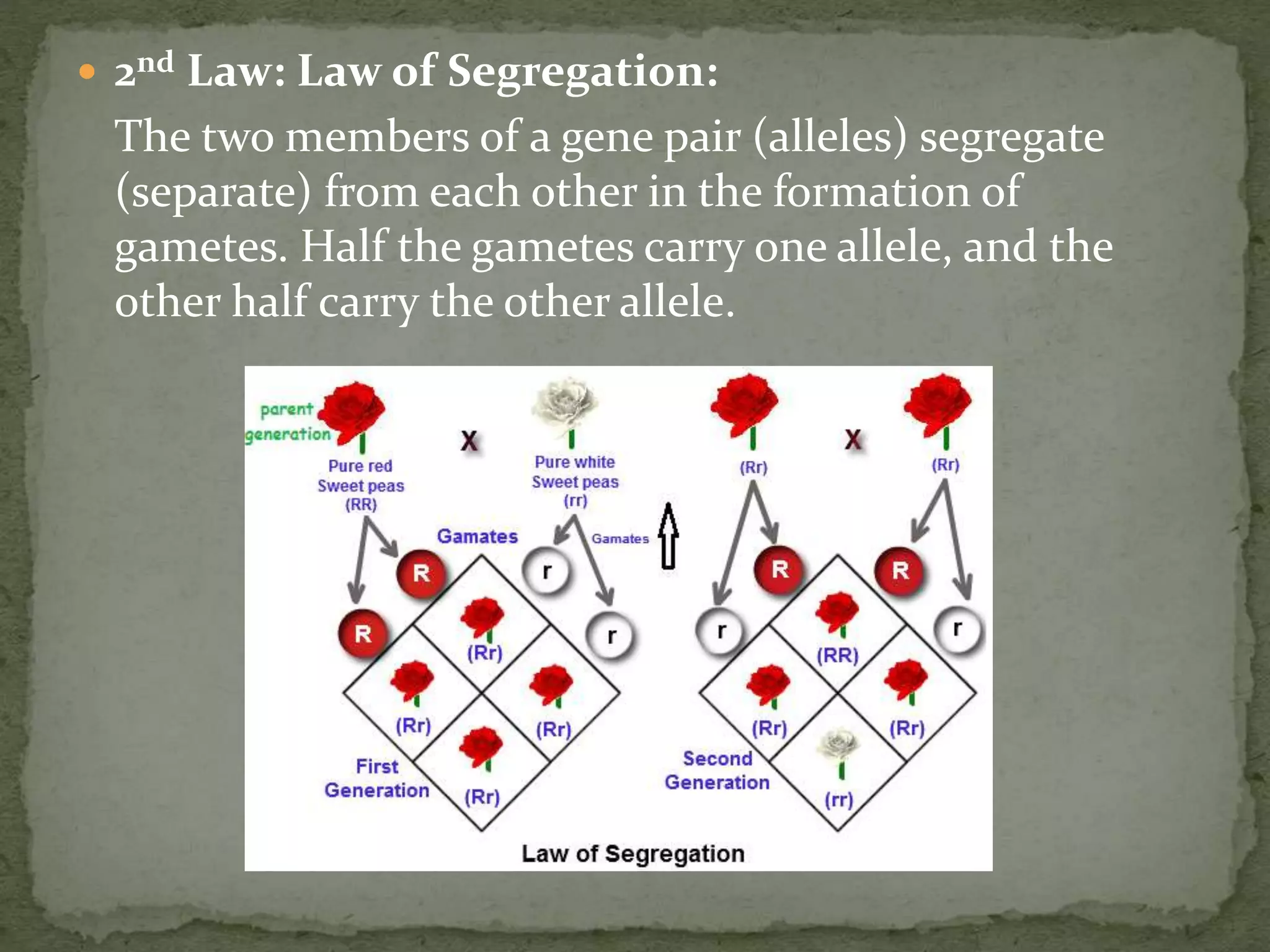 Mendelian disorders in humans | PPTX