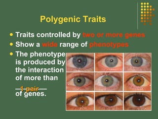 Mendelian exceptions 11 3 | PPT | Genetics | Science