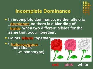 Mendelian exceptions 11 3 | PPT | Genetics | Science