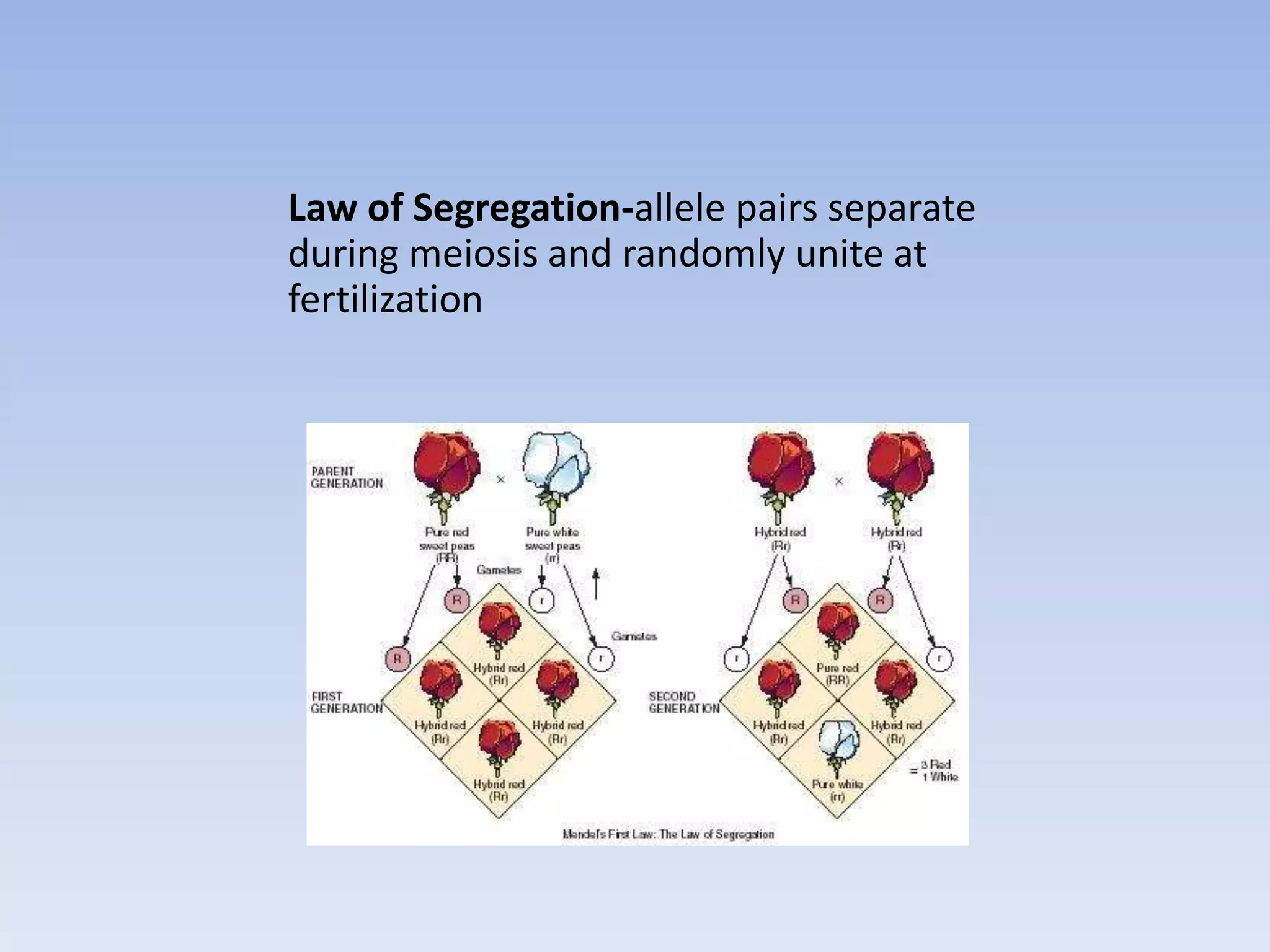 Mendelian genetics | PPTX