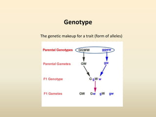 Mendelian genetics | PPTX