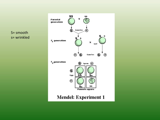 Mendelian genetics | PPT