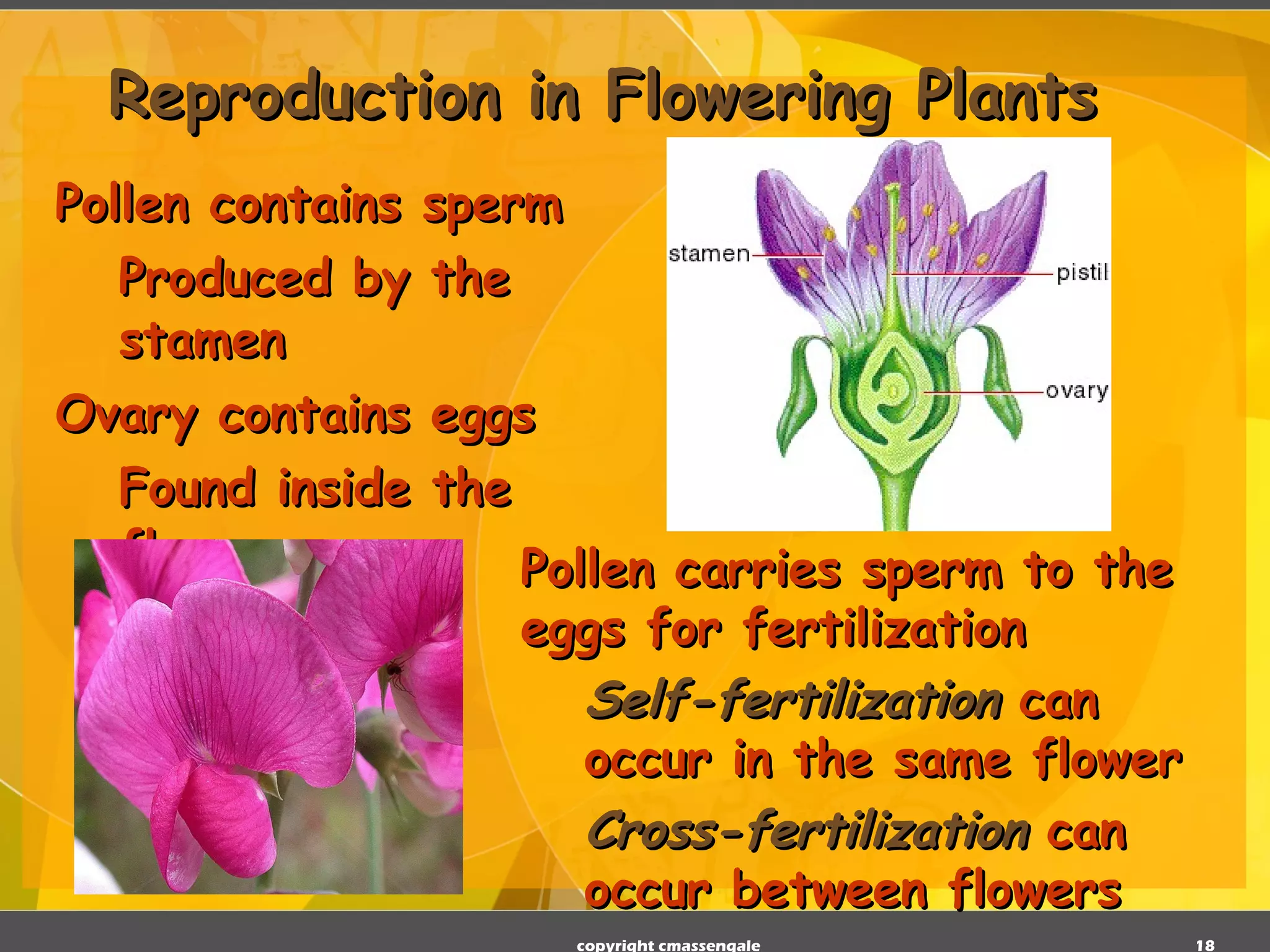 Mendelian genetics | PPT