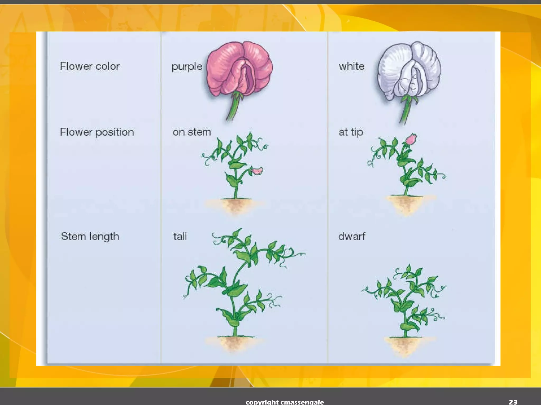 Mendelian genetics | PPT