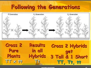 Mendelian genetics | PPT