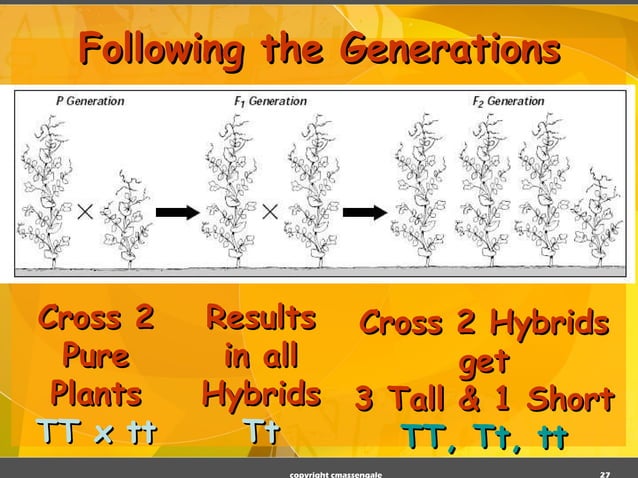 Mendelian genetics | PPT | Genetics | Science