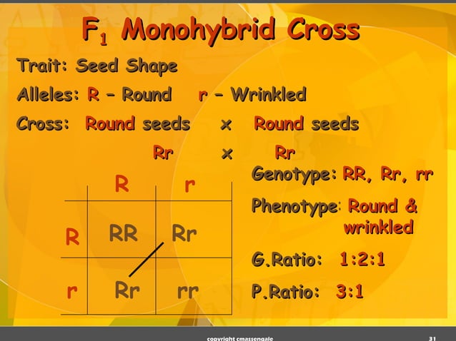 Mendelian genetics | PPT | Genetics | Science