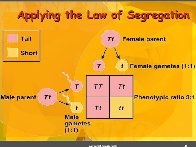Mendelian genetics | PPT | Genetics | Science