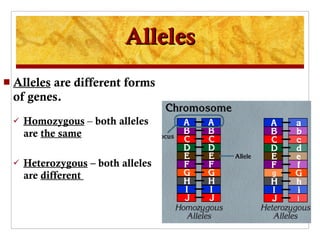 Mendelian genetics | PPT