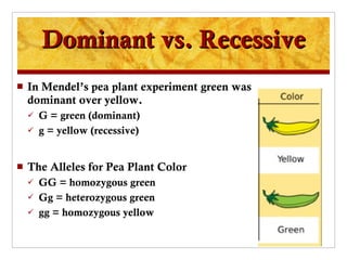 Mendelian genetics | PPT