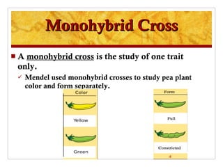Mendelian genetics | PPT