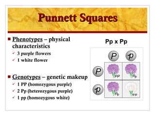 Mendelian genetics | PPT