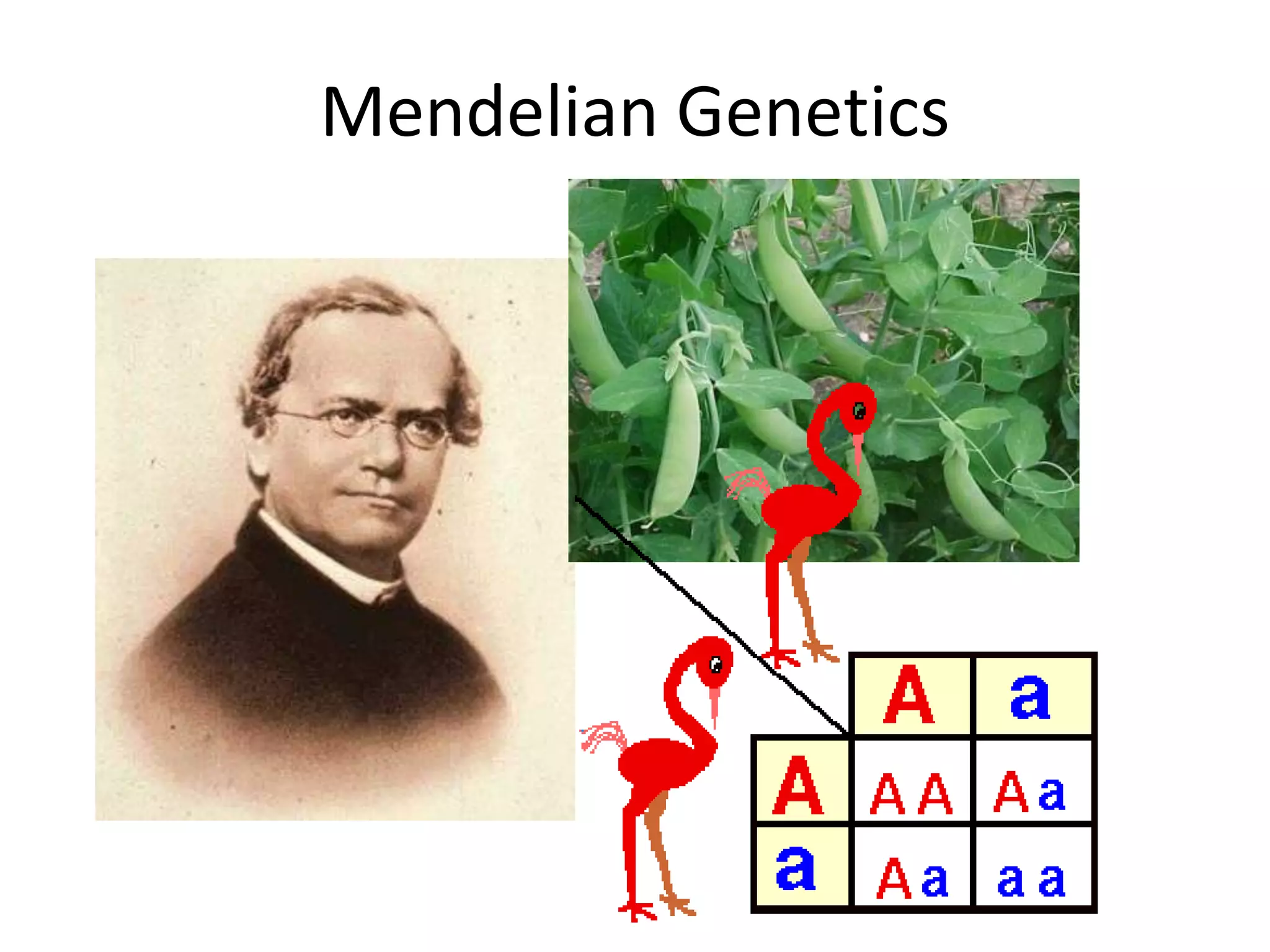 Mendelian genetics | PPT