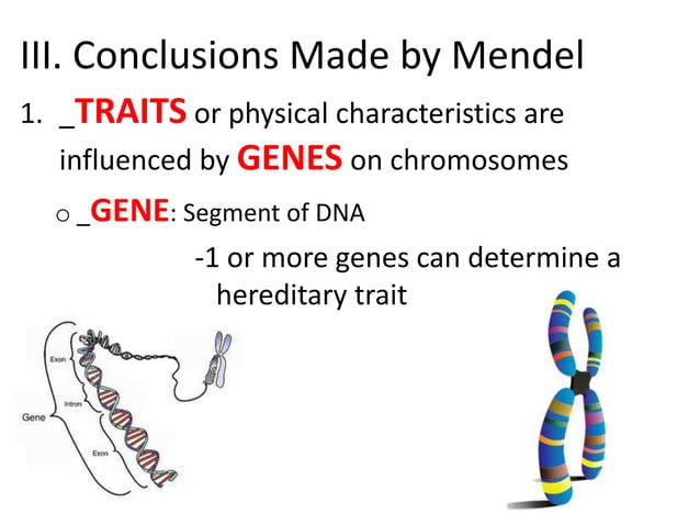 Mendelian genetics | PPTX | Genetics | Science
