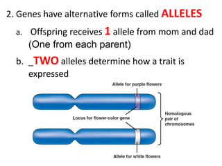 Mendelian genetics | PPTX | Genetics | Science