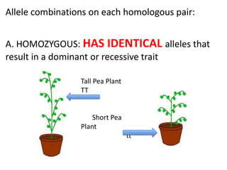 Mendelian genetics | PPTX | Genetics | Science