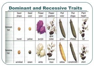 Mendelian Genetics | PPT