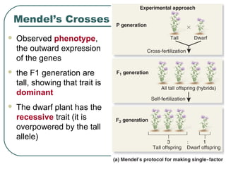 Mendelian Genetics | PPT