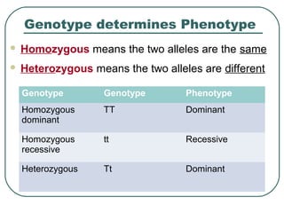 Mendelian Genetics | PPT