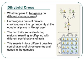 Mendelian Genetics | PPT