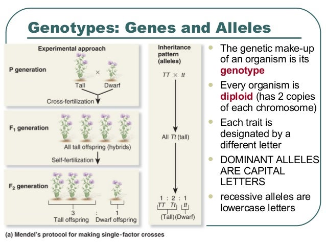 Mendelian Genetics