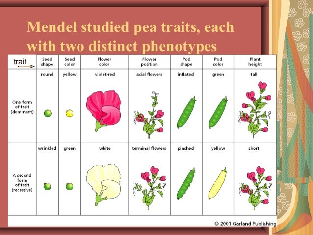Mendelian genetics