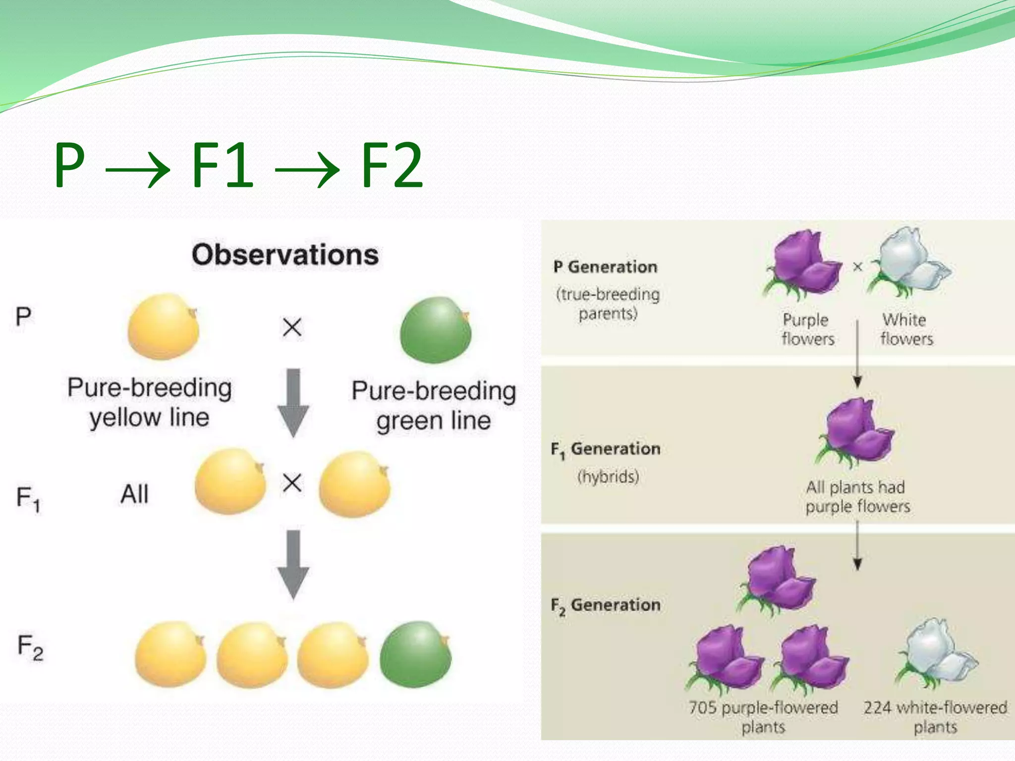 Mendelian Genetics | PPTX