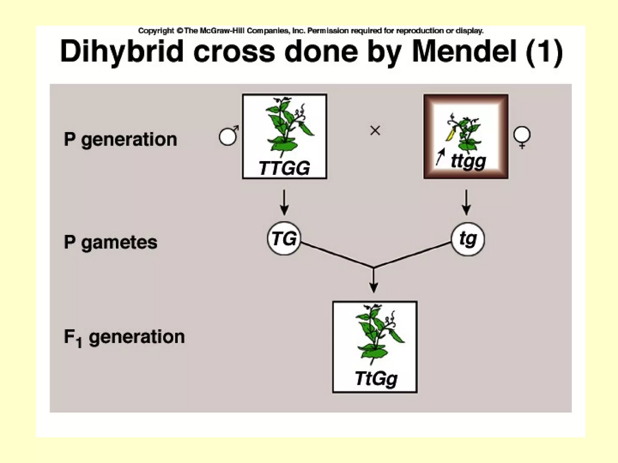 Mendelian genetics | PPT
