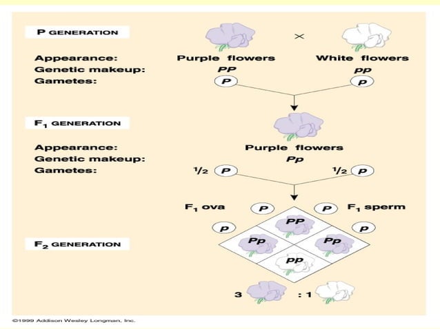 Mendelian genetics | PPT