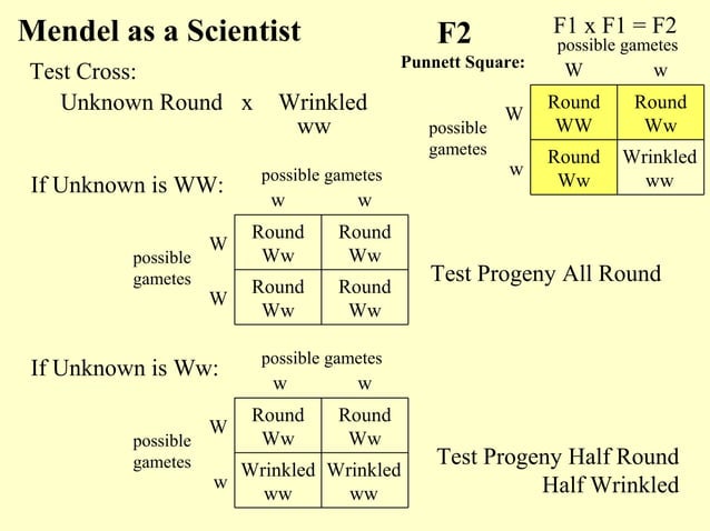 Mendelian genetics | PPT