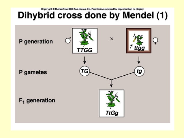 Mendelian genetics | PPT