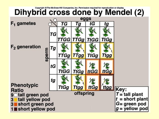 Mendelian genetics | PPT