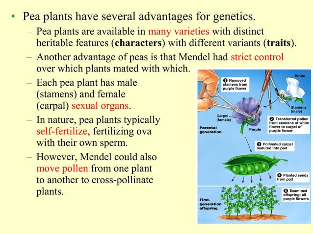 Mendelian genetics | PPT