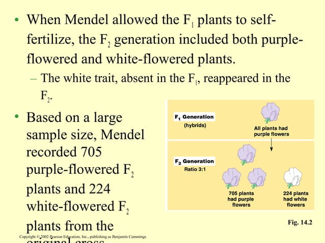 Mendelian genetics | PPT