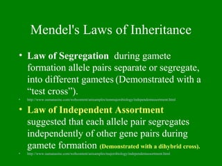 Mendelian genetics 2007.ppt