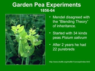 Mendelian genetics 2007.ppt