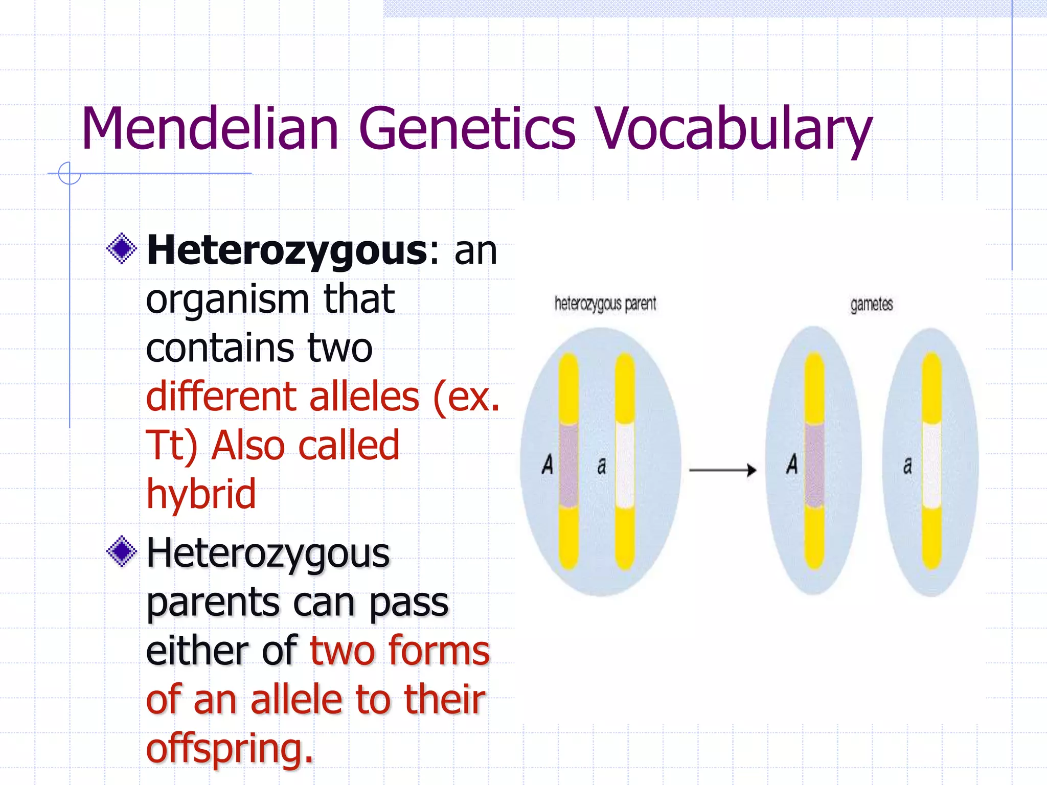 Mendelian genetics | PPT