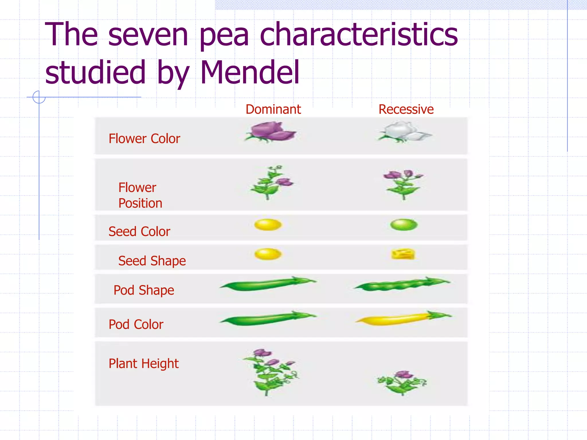 Mendelian genetics | PPT