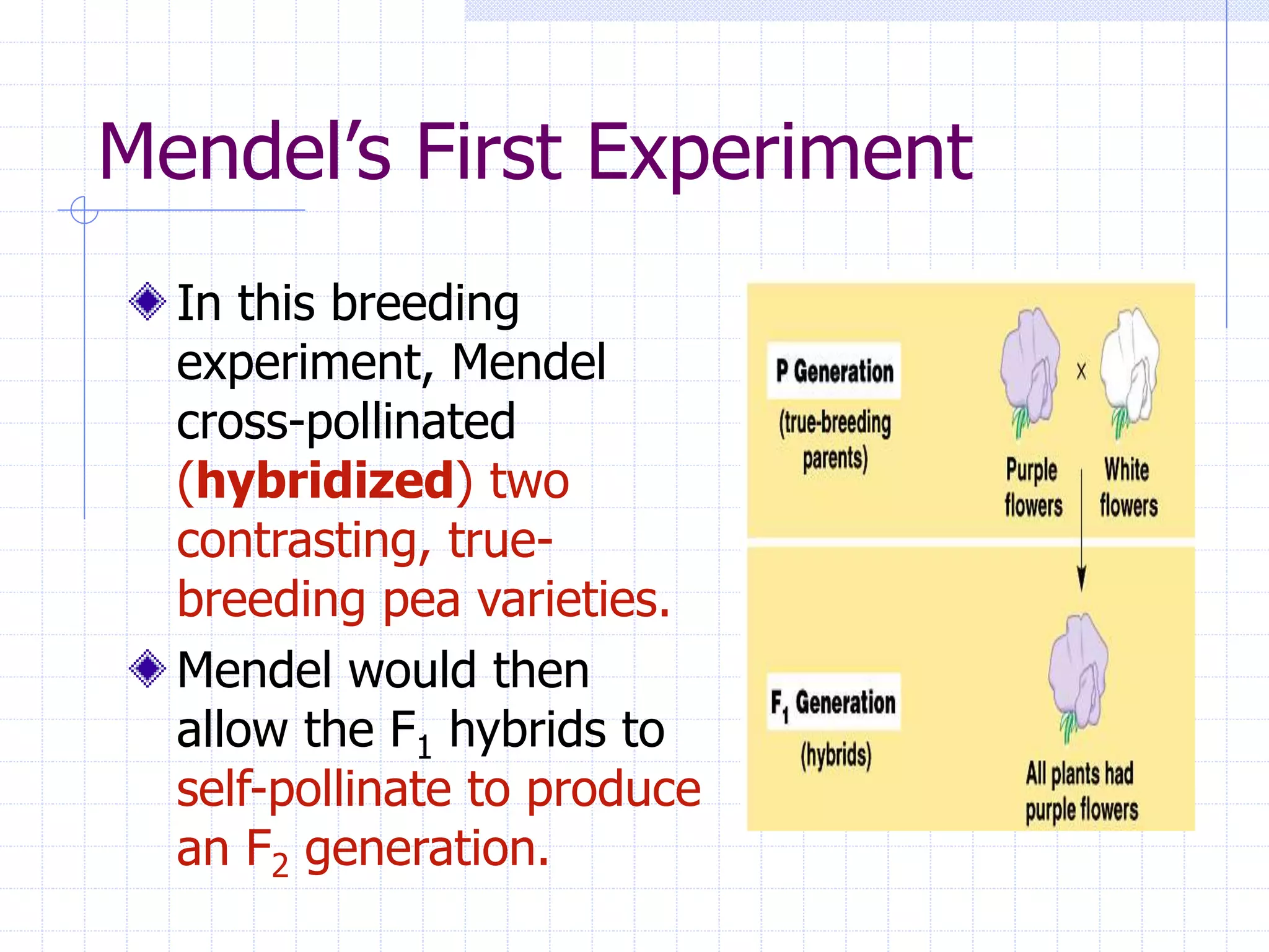 Mendelian genetics | PPT
