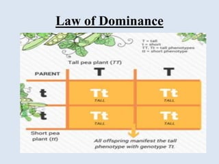 Mendelian genetics | PPTX
