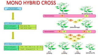 mendeliangenetics-200827064849.pptx
