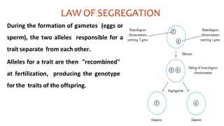 mendeliangenetics-200827064849.pptx | Gardening | Home & Garden