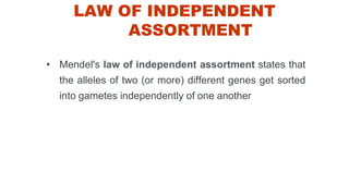 mendeliangenetics-200827064849.pptx