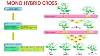 GENETIC TERMINOLOGY AND MENDELIAN GENETICS | PPTX