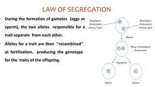 GENETIC TERMINOLOGY AND MENDELIAN GENETICS | PPTX