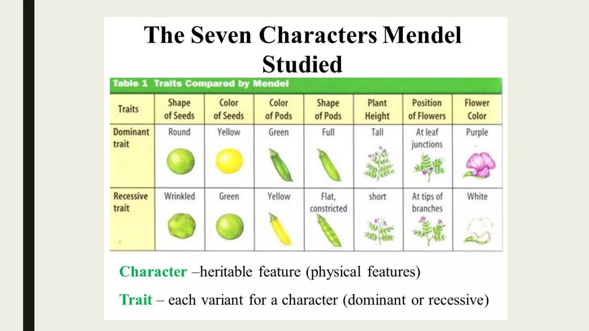 Mendelian genetics | PPT