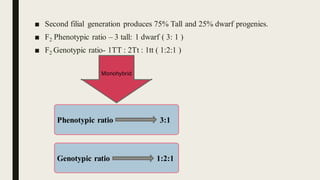 Mendelian genetics | PPT